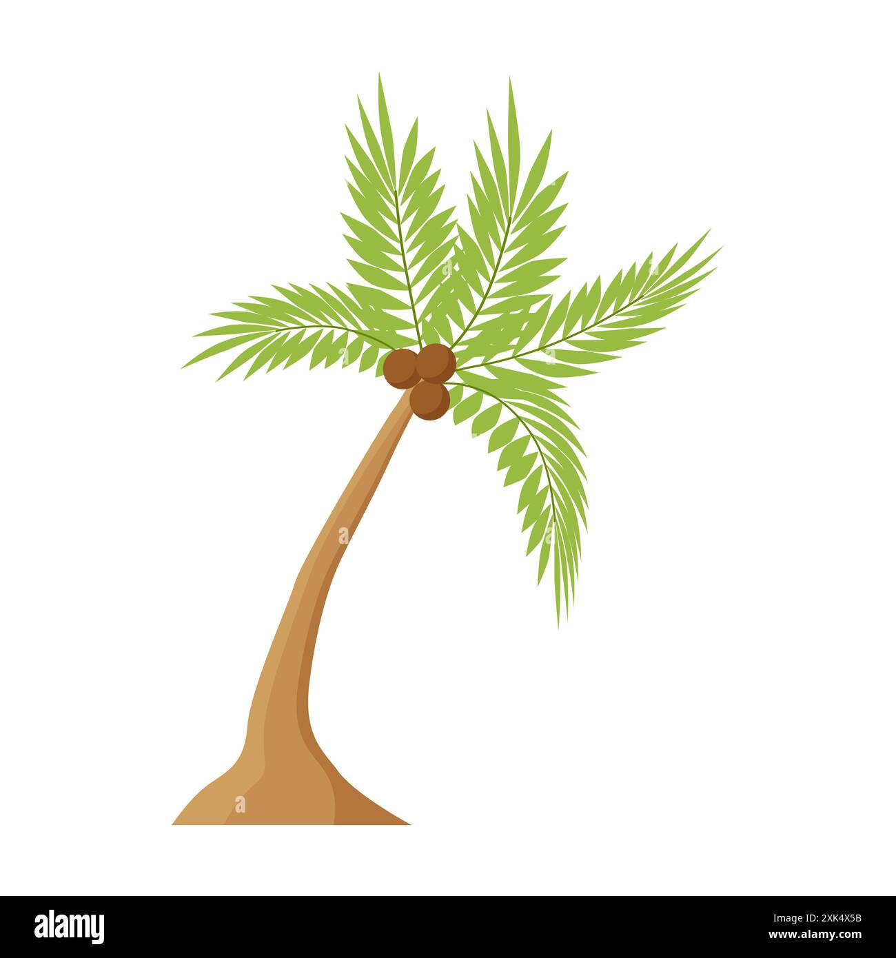 Coconut palm tree with bundle of ripe coco fruits and green leaves ...