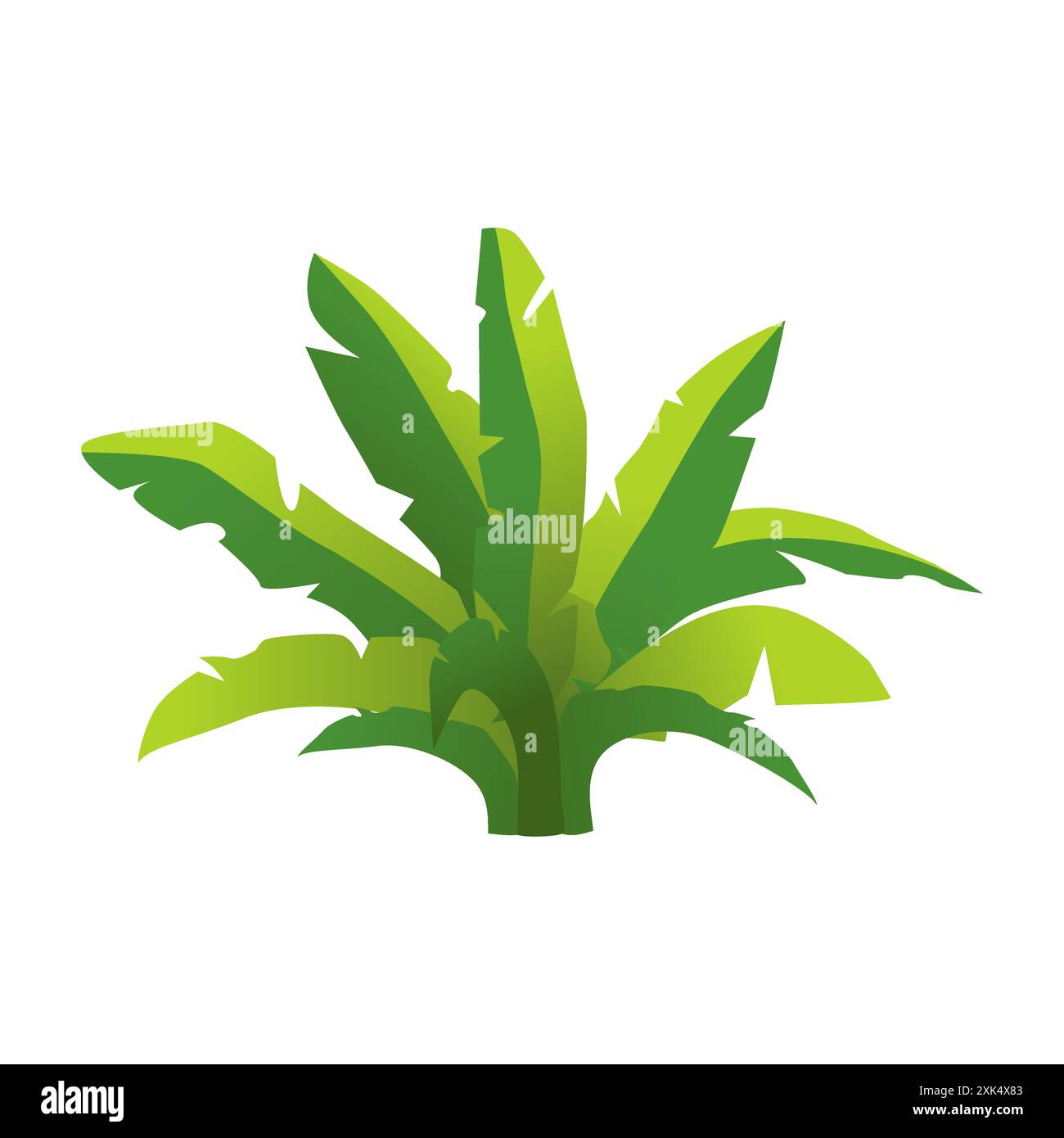 Green bush of banana plant, jungle grass and foliage with long leaves ...