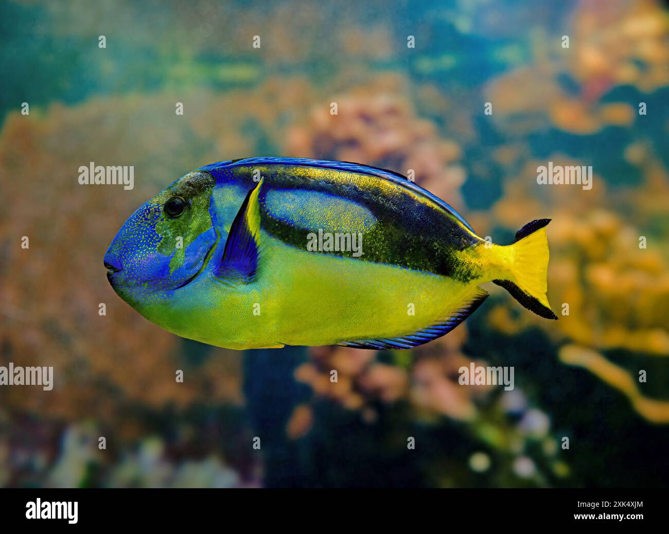 Blue Tang, Blue Hippo Tang or Palete Surgeonfish (Paracanthurus hepatus ...
