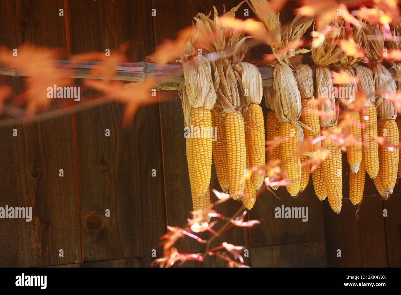 Oshino corn hi-res stock photography and images - Alamy