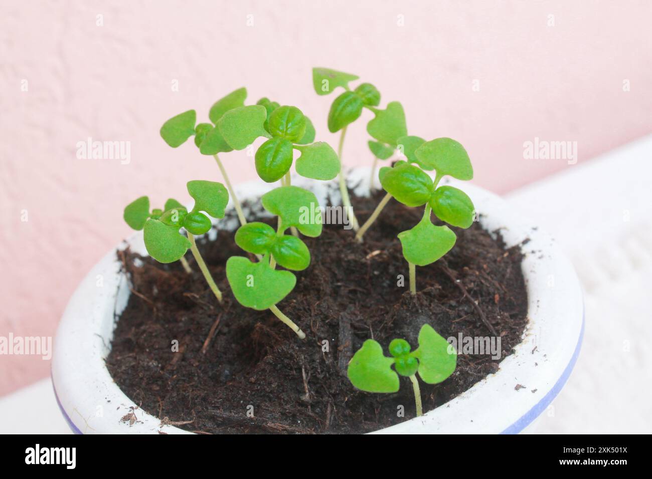 Basil sprouts. Basil growing from seeds, small size in a beautiful clay ...