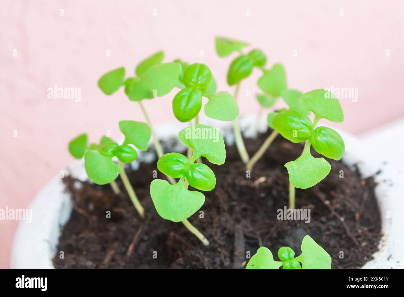 Basil sprouts. Basil growing from seeds, small size in a beautiful clay ...
