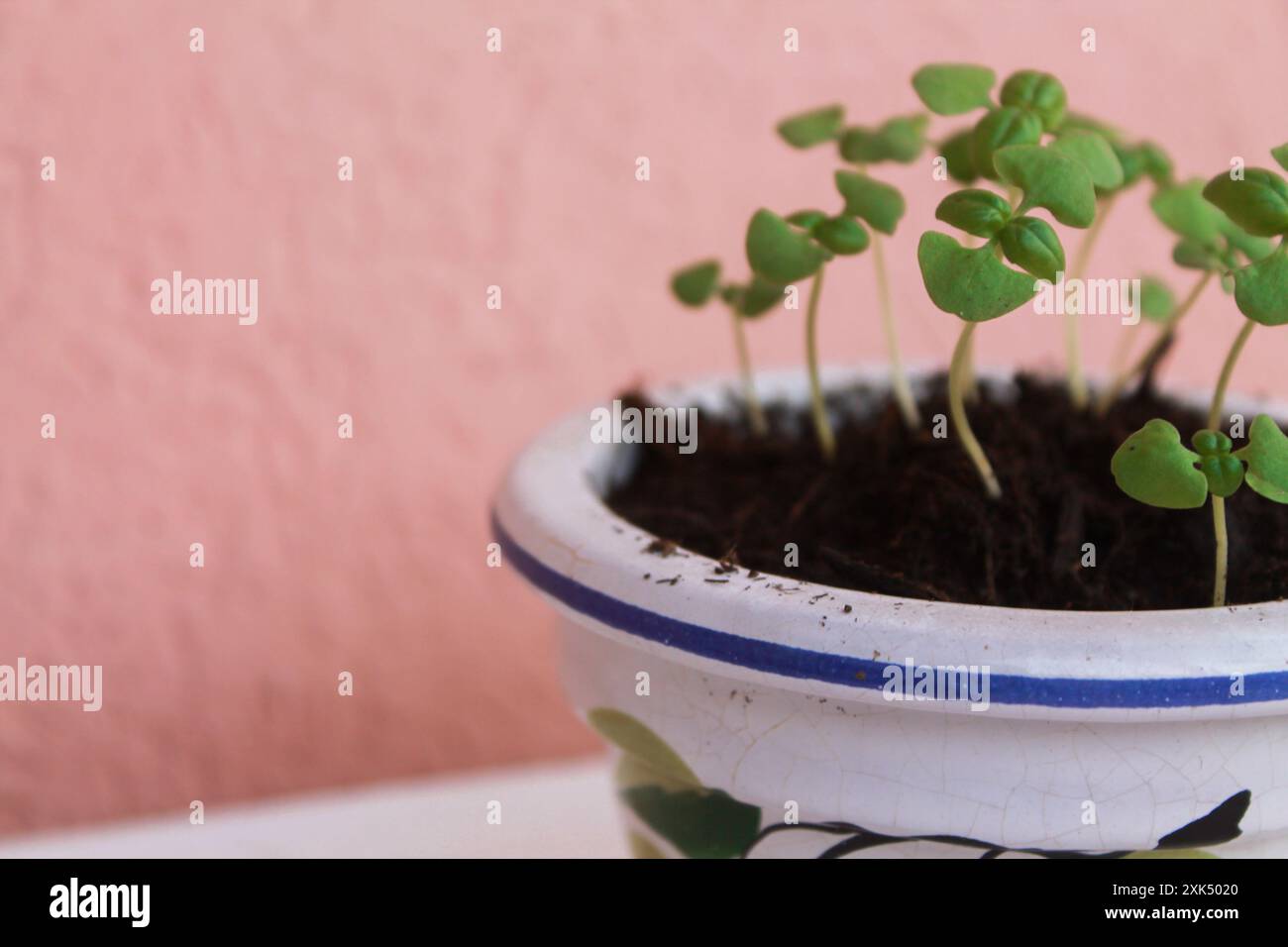 Basil sprouts. Basil growing from seeds, small size in a beautiful clay ...