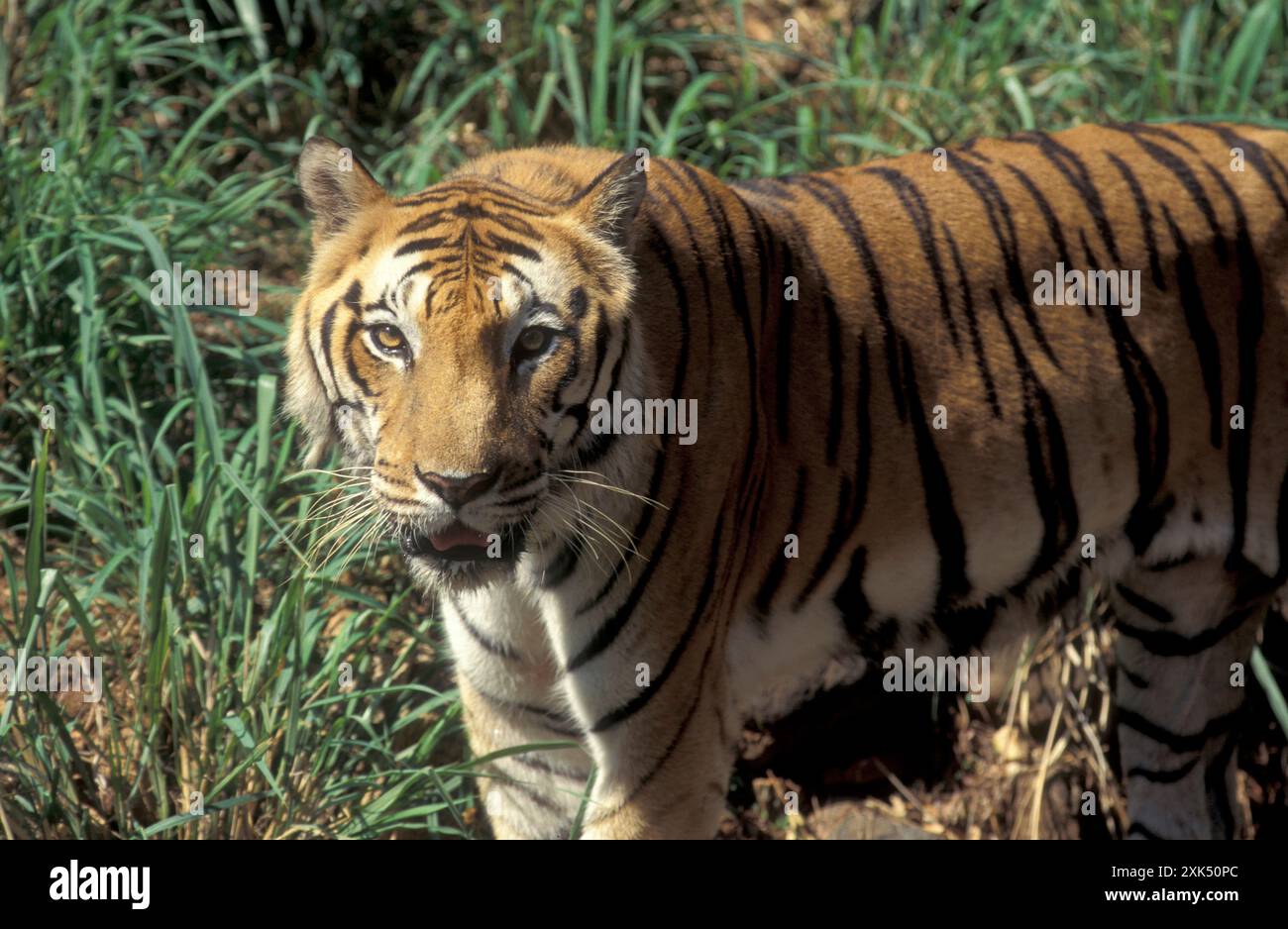 a Bengal Tiger at the Mysore Zoo in the city of Mysore in the Province ...