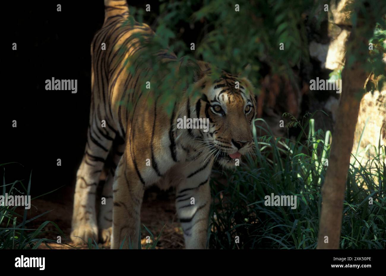a Bengal Tiger at the Mysore Zoo in the city of Mysore in the Province ...