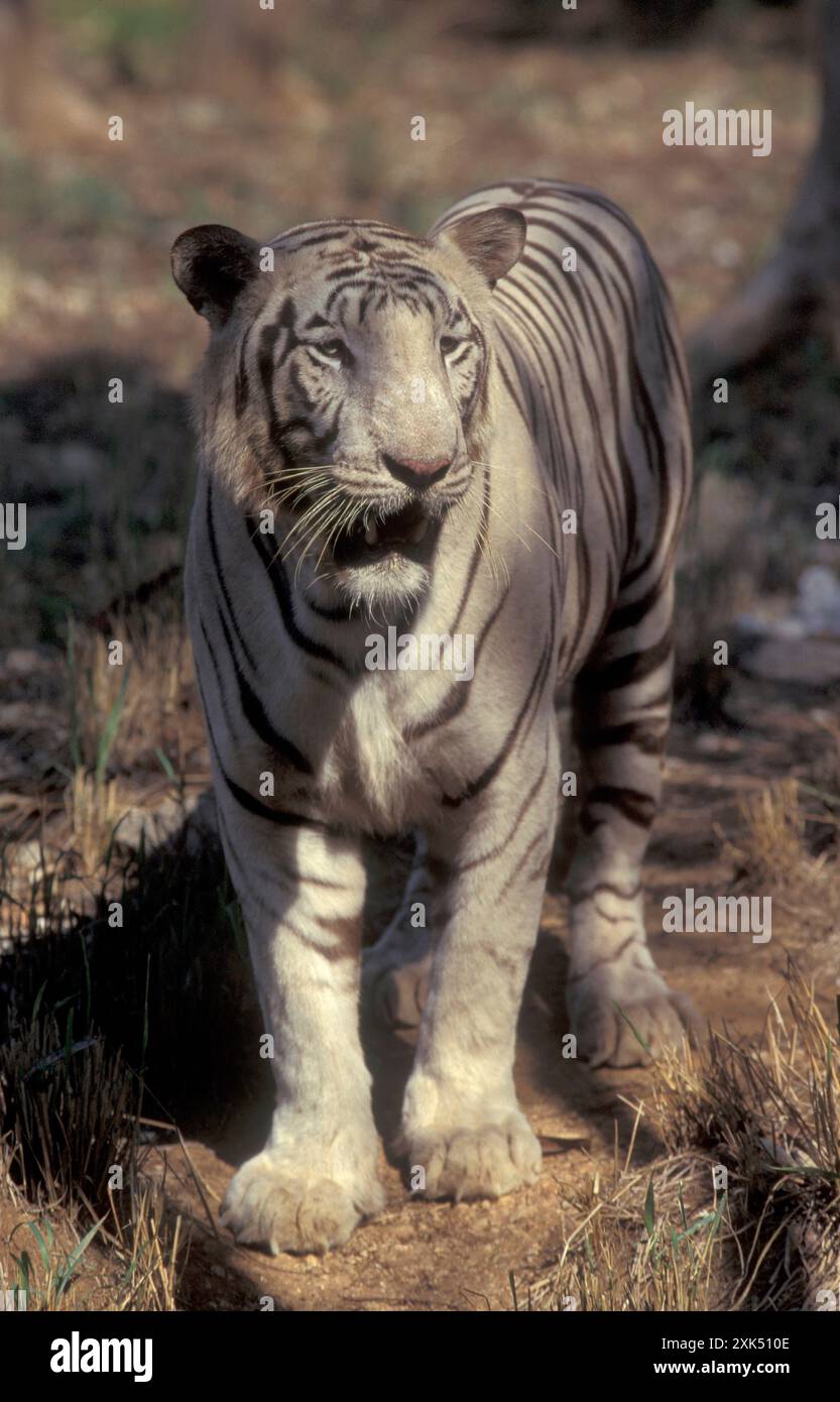 a white Tiger at the Mysore Zoo in the city of Mysore in the Province ...