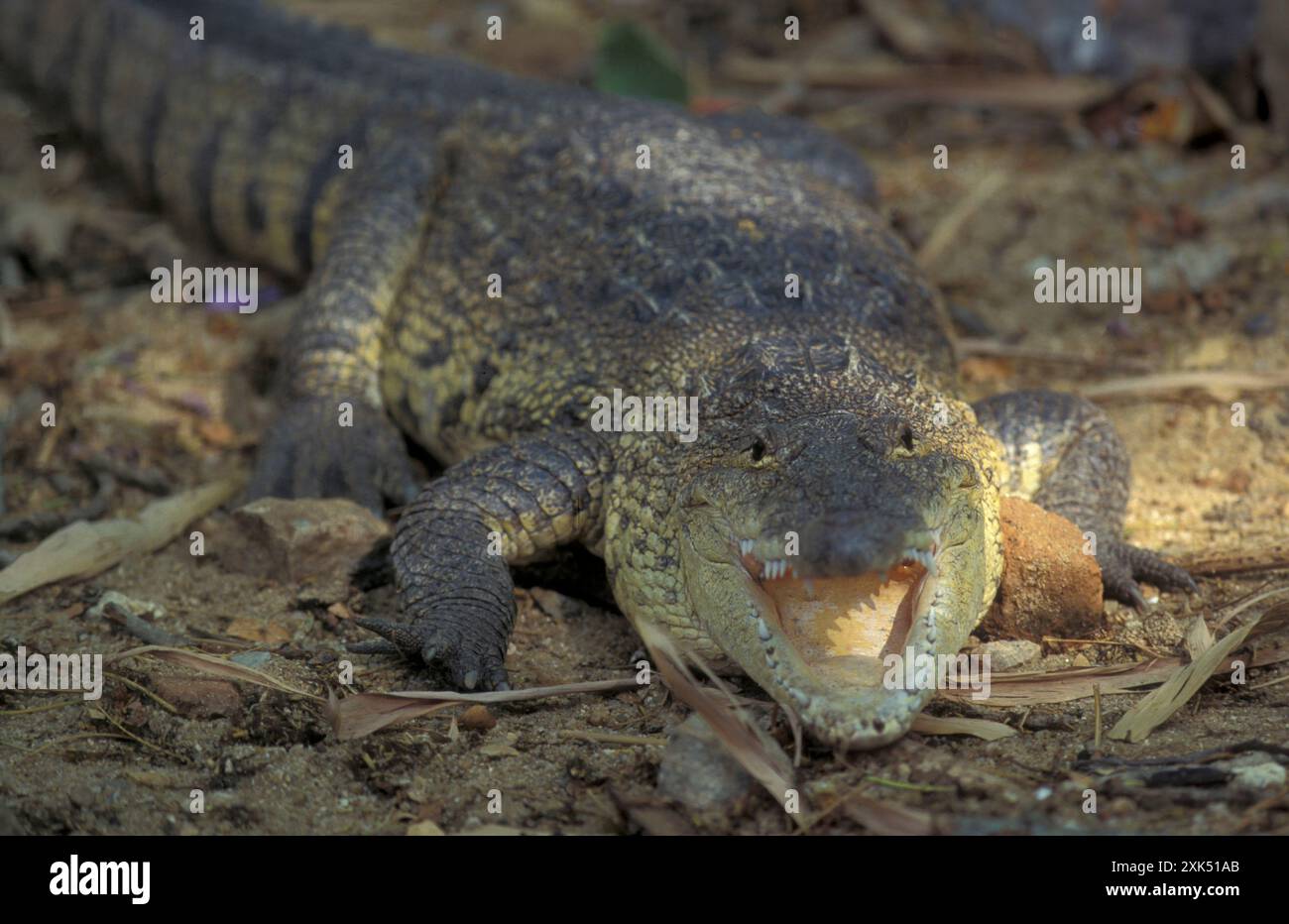 a Indian Crocodile at the Mysore Zoo in the city of Mysore in the ...