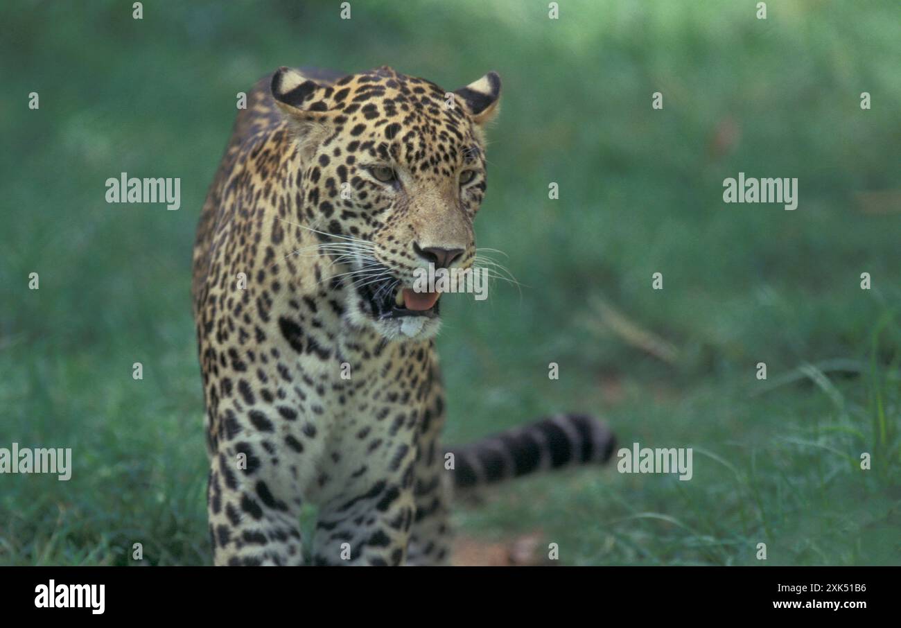 India leopard town hi-res stock photography and images - Alamy