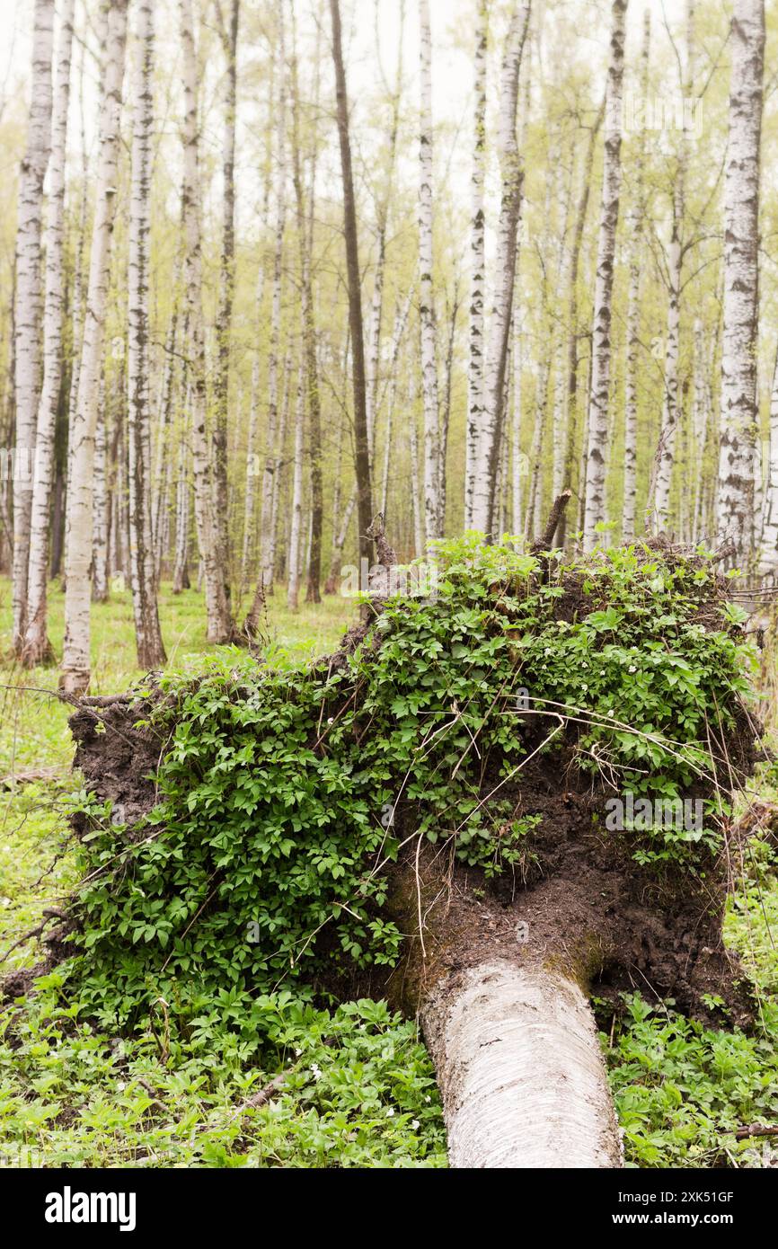 Storm tree roots hi-res stock photography and images - Alamy