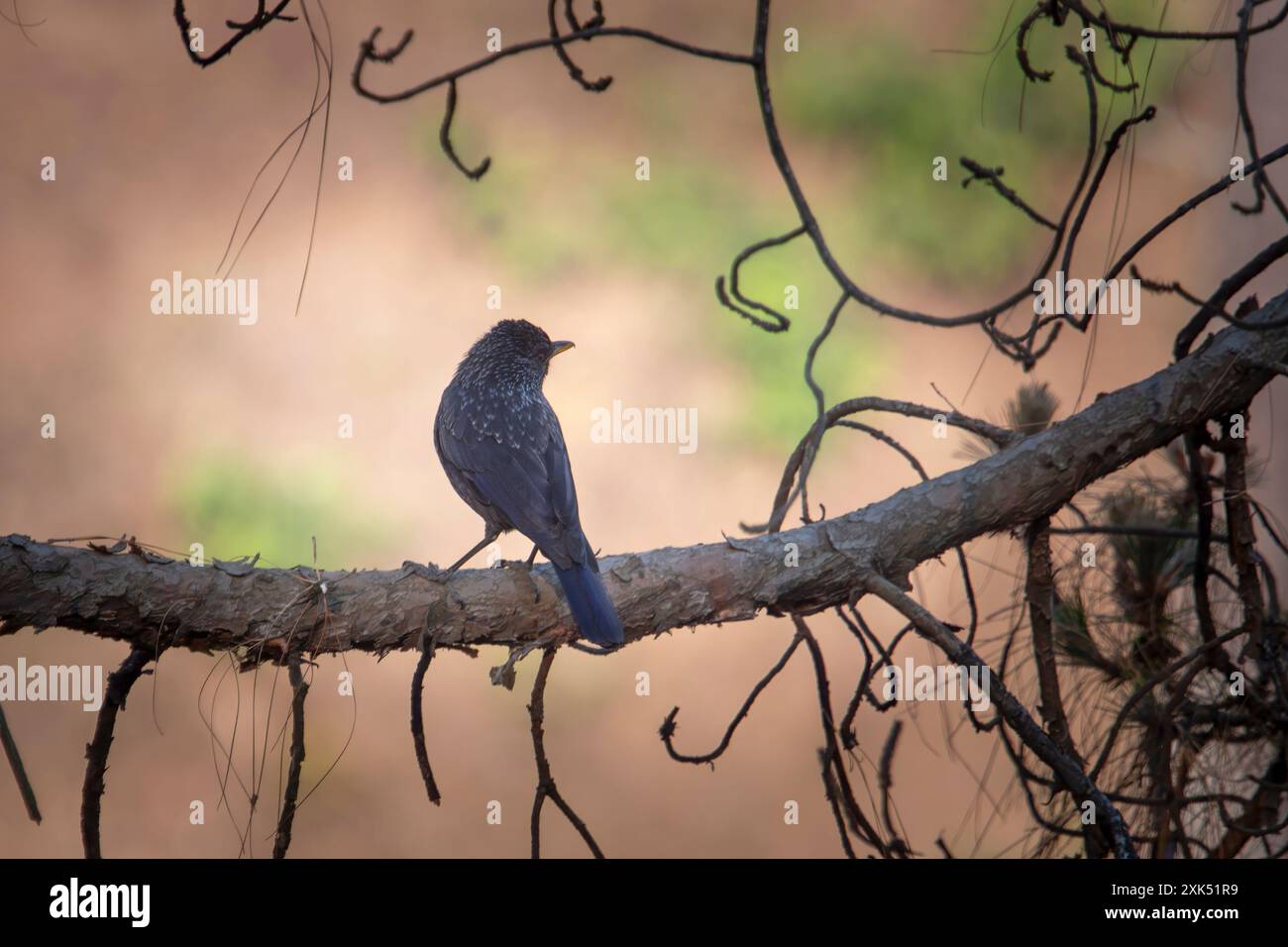 blue whistling thrush (Myophonus caeruleus) in Binsar in Uttarakhand ...