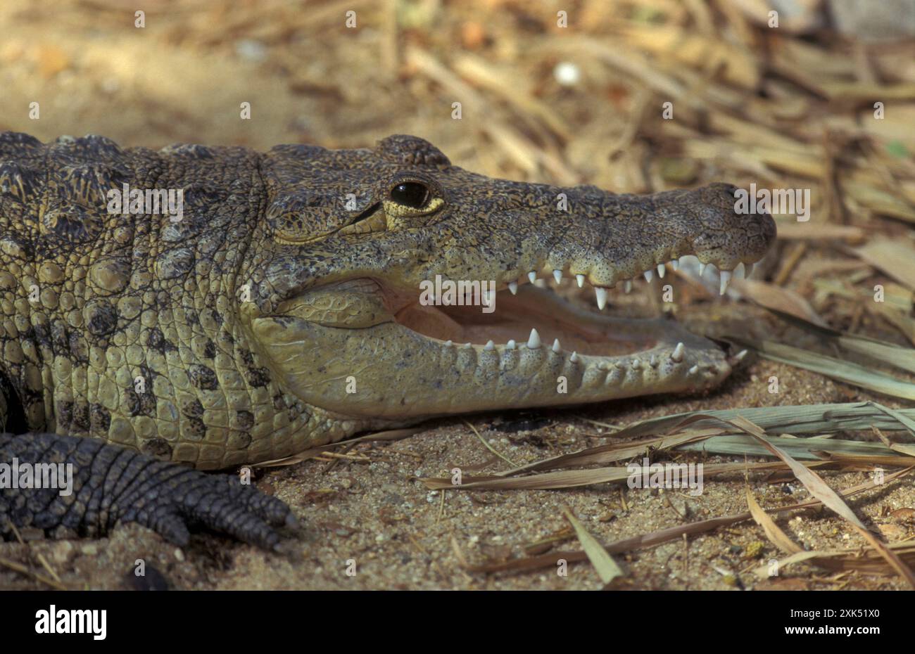 a Indian Crocodile at the Mysore Zoo in the city of Mysore in the ...