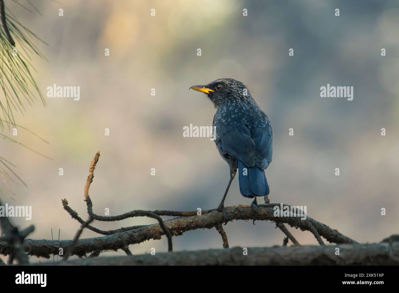 blue whistling thrush (Myophonus caeruleus) in Binsar in Uttarakhand ...