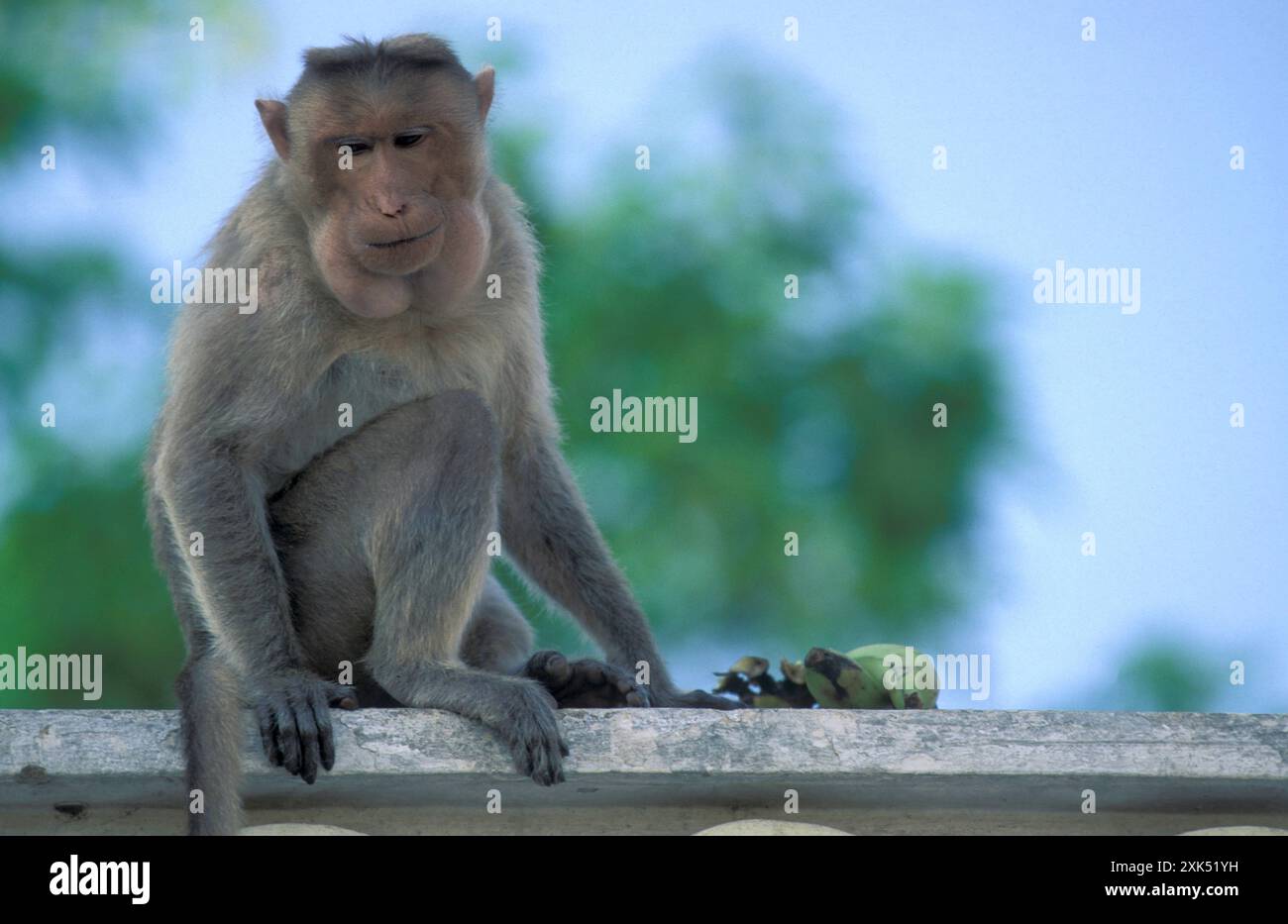 Mysuru zoo hi-res stock photography and images - Alamy