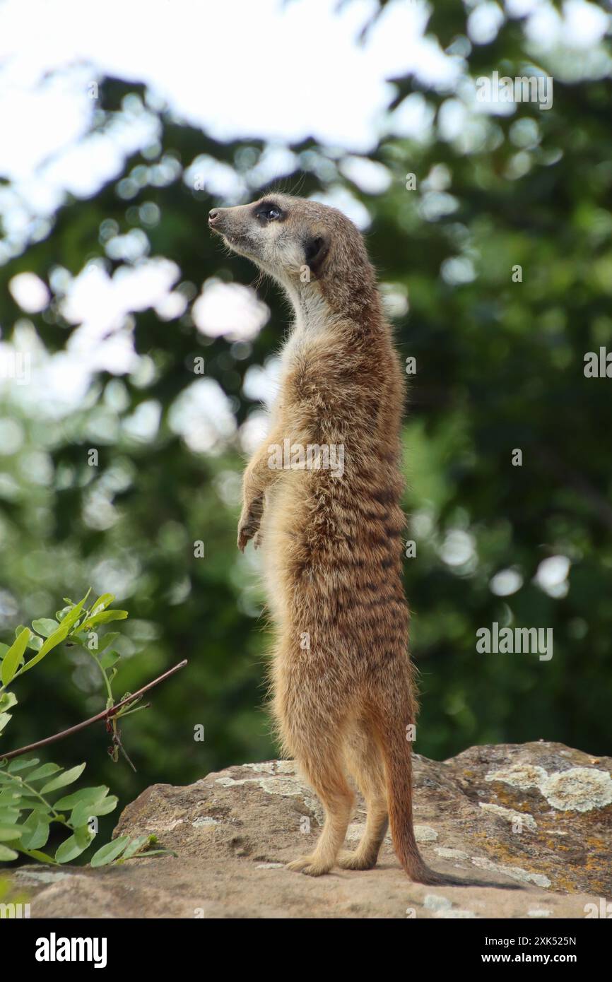 a meerkat on a rock looks out for danger. She live in ZOO Stock Photo ...