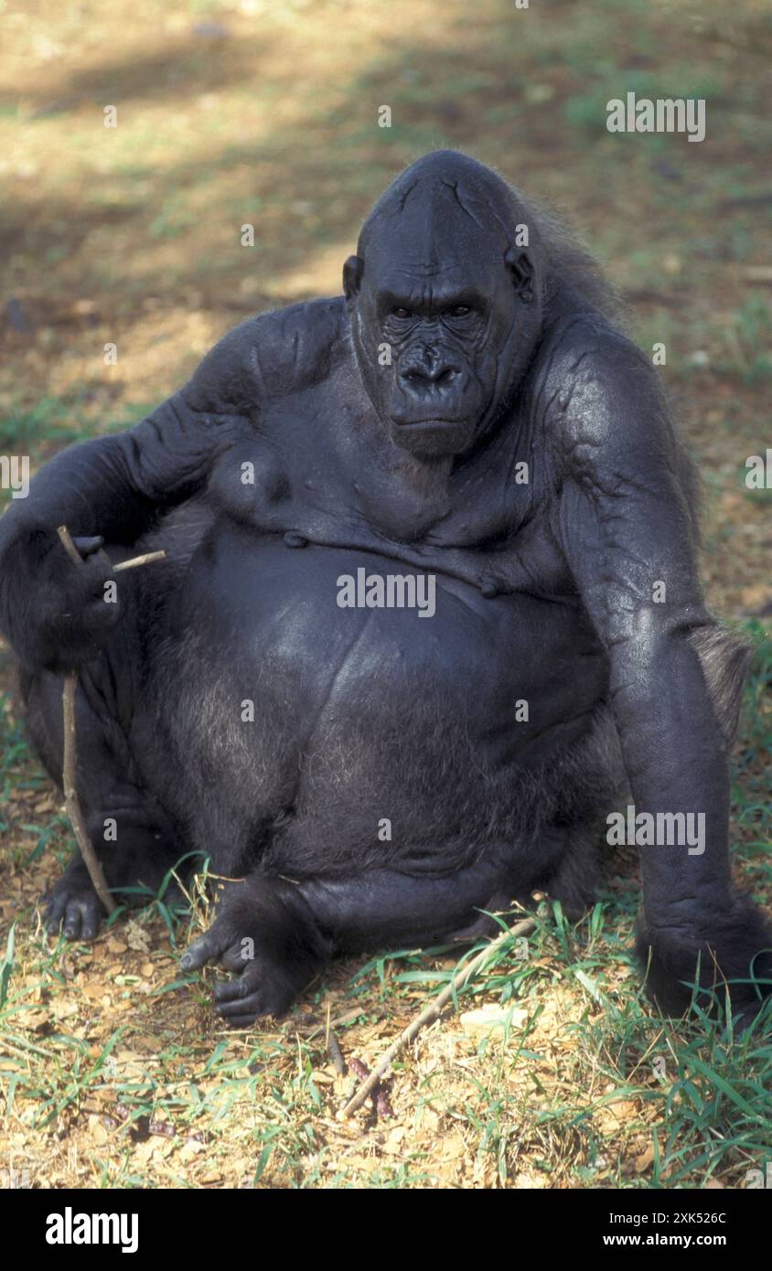 a Gorilla Monkey at the Mysore Zoo in the city of Mysore in the ...