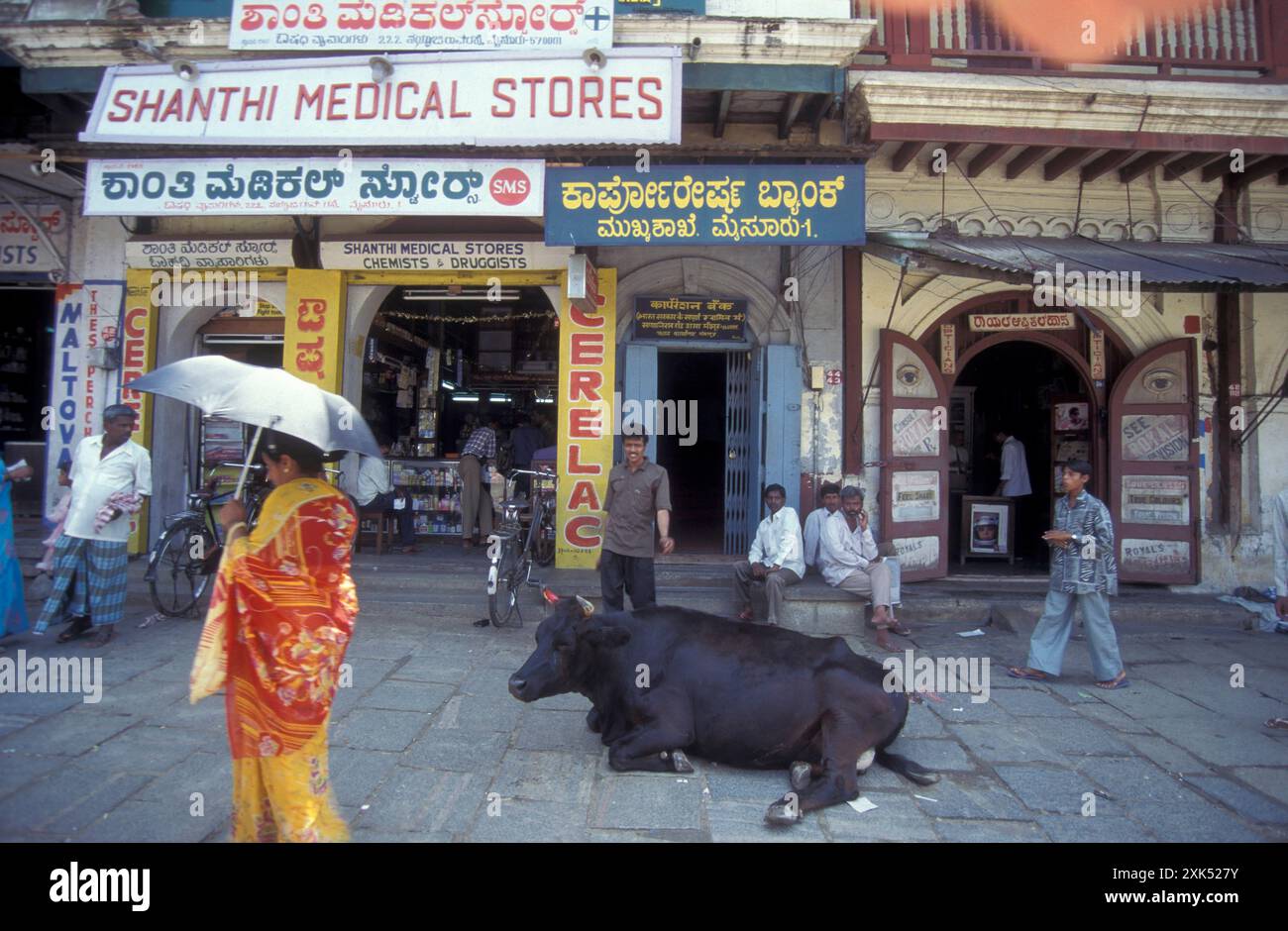 a holi cow in the city of Mysore in the Province of Karnataka in India ...