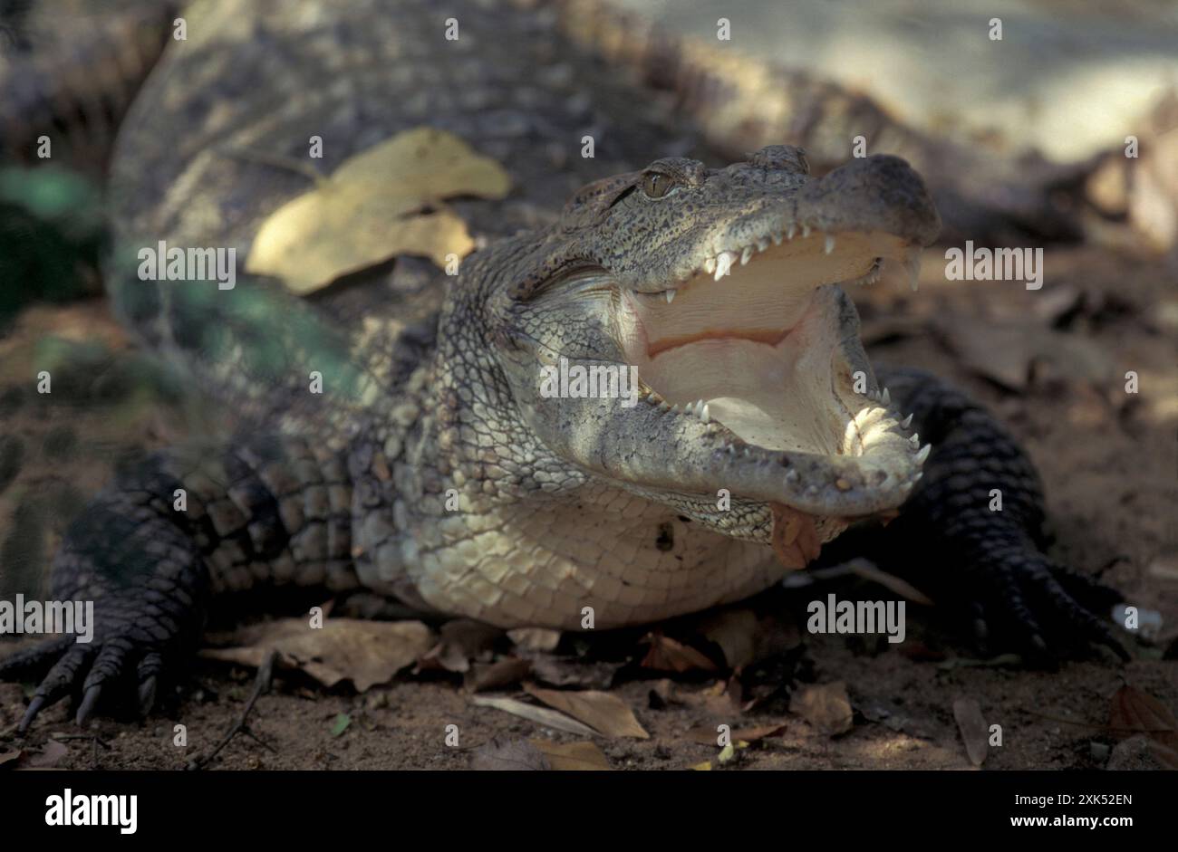 a Indian Crocodile at the Mysore Zoo in the city of Mysore in the ...