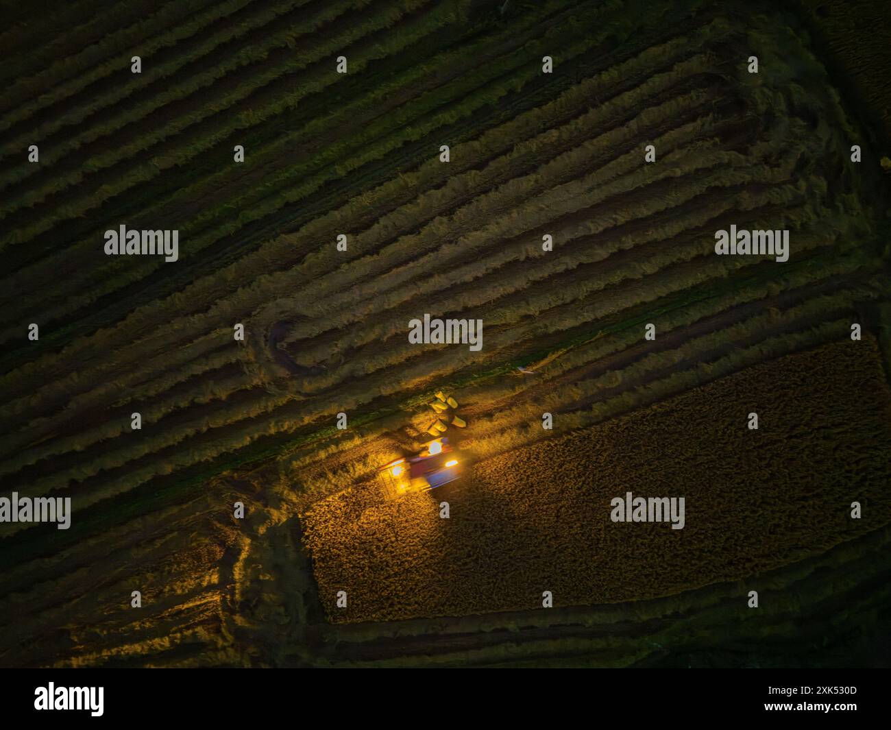View of rice field in Phu Yen, Vietnam. Rice production in Vietnam in ...
