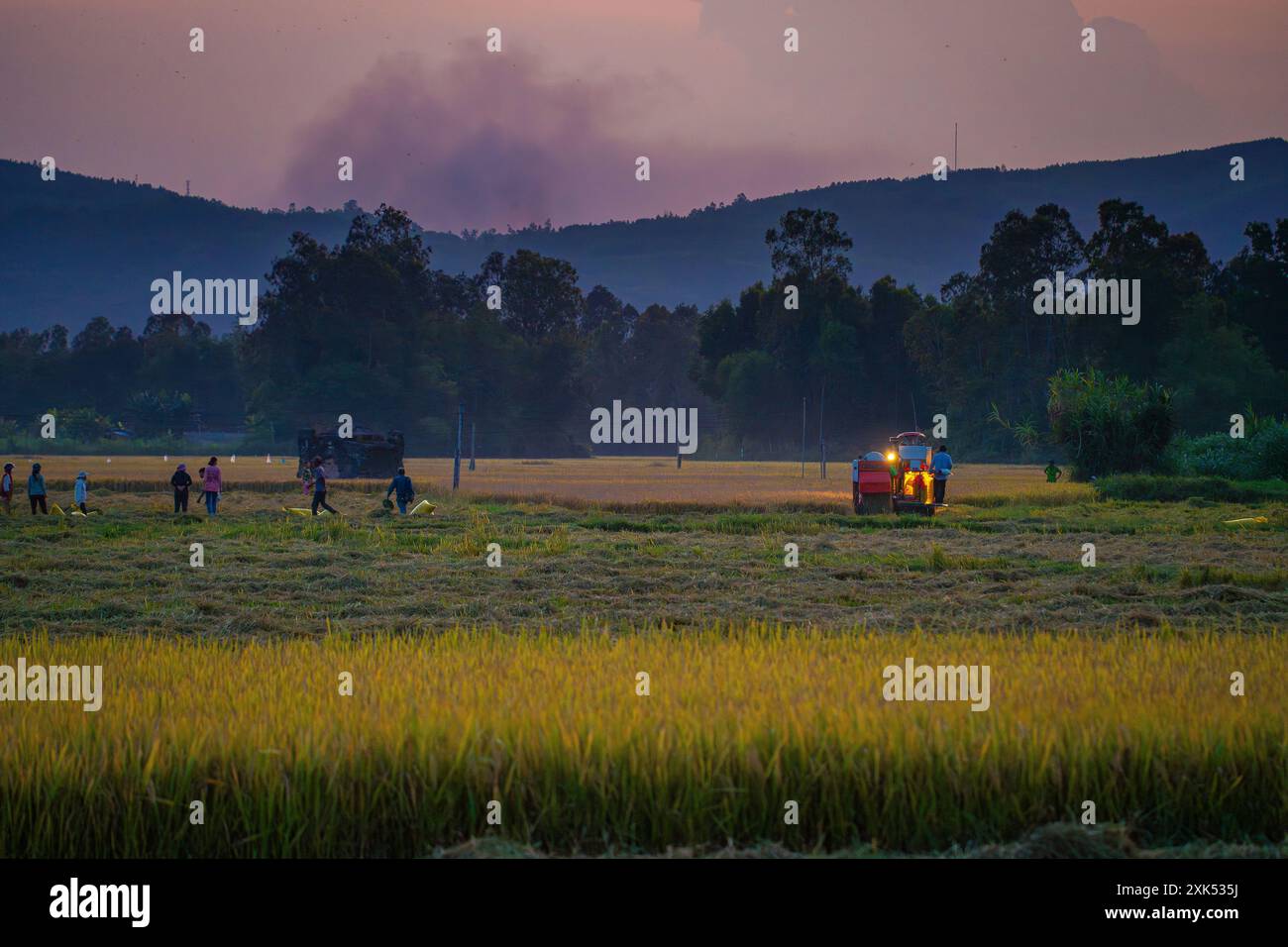 View of rice field in Phu Yen, Vietnam. Rice production in Vietnam in ...