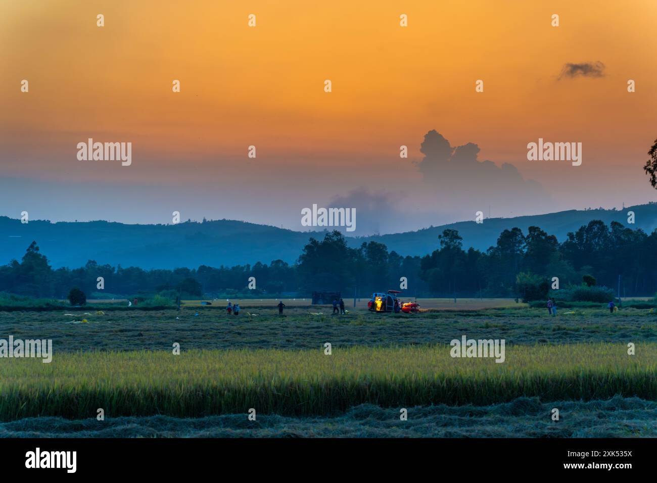 View of rice field in Phu Yen, Vietnam. Rice production in Vietnam in ...