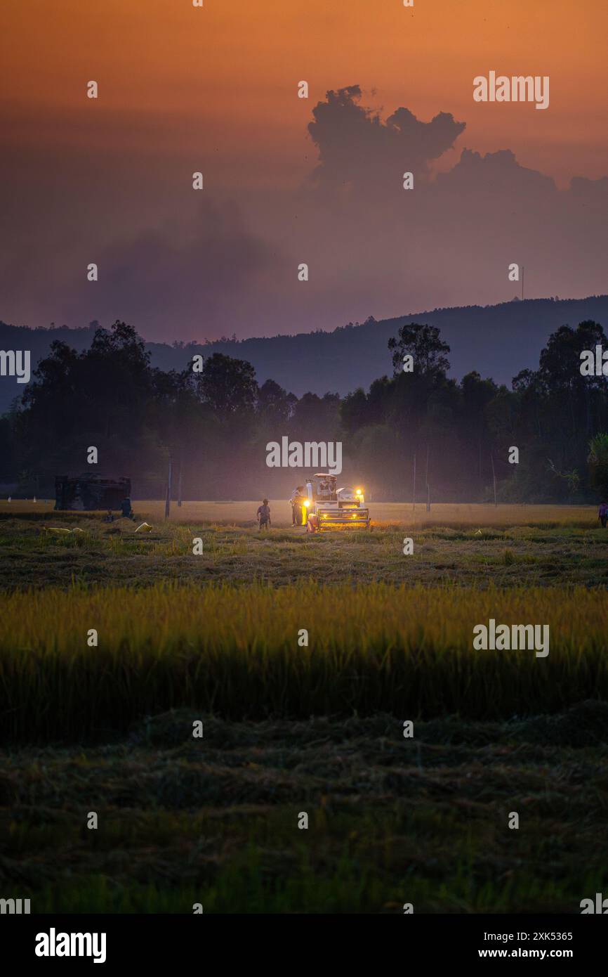 View of rice field in Phu Yen, Vietnam. Rice production in Vietnam in ...