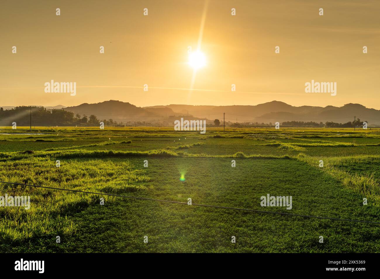 View of rice field in Phu Yen, Vietnam. Rice production in Vietnam in ...