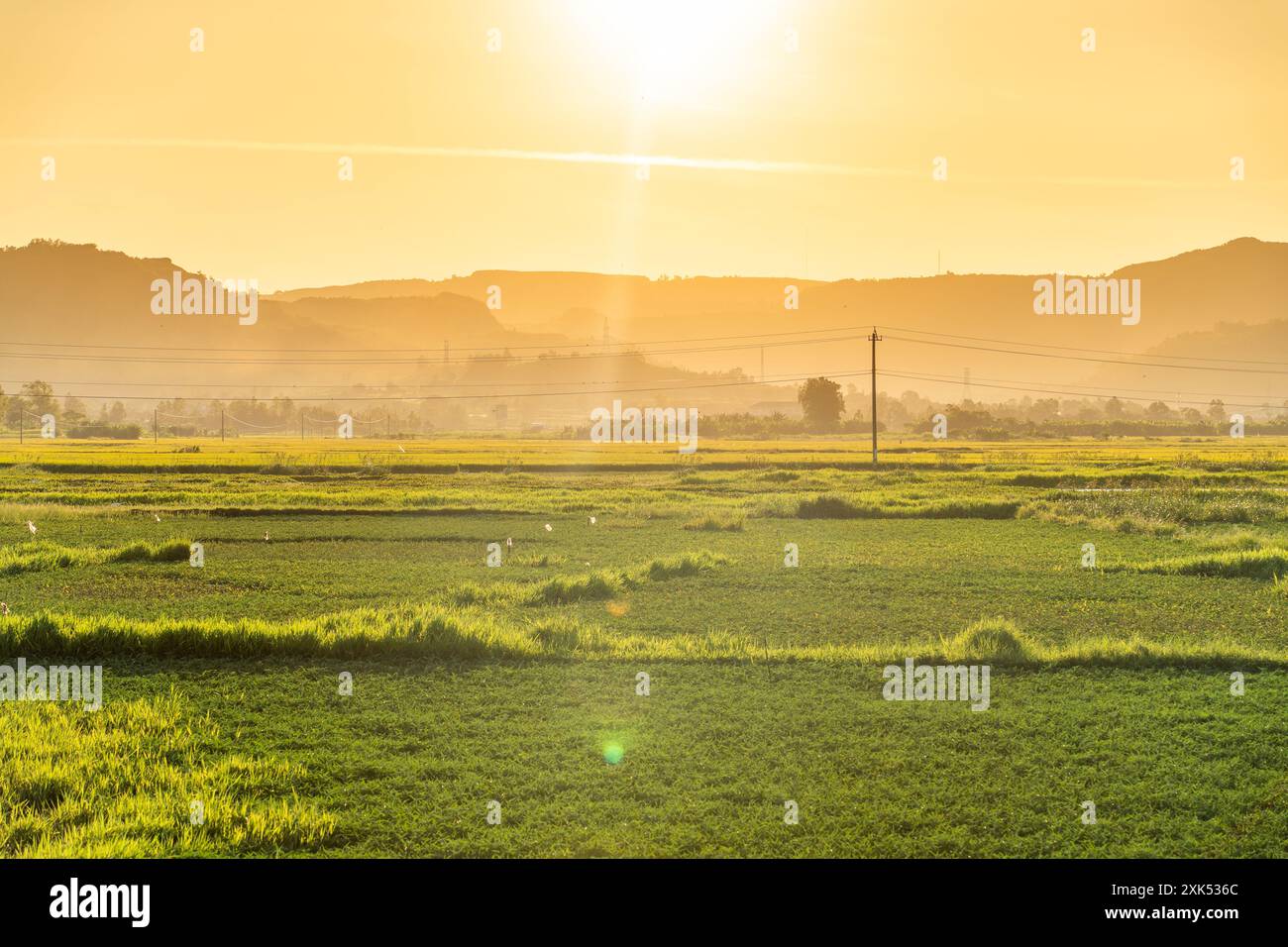 View of rice field in Phu Yen, Vietnam. Rice production in Vietnam in ...