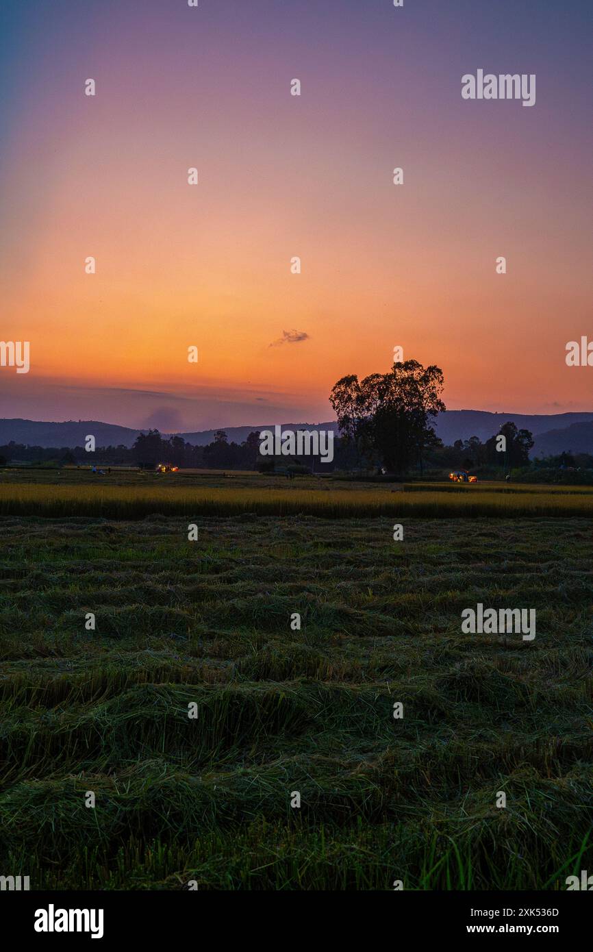 View of rice field in Phu Yen, Vietnam. Rice production in Vietnam in ...
