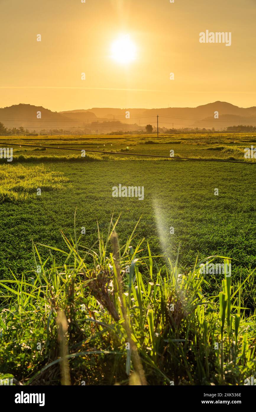 View of rice field in Phu Yen, Vietnam. Rice production in Vietnam in ...