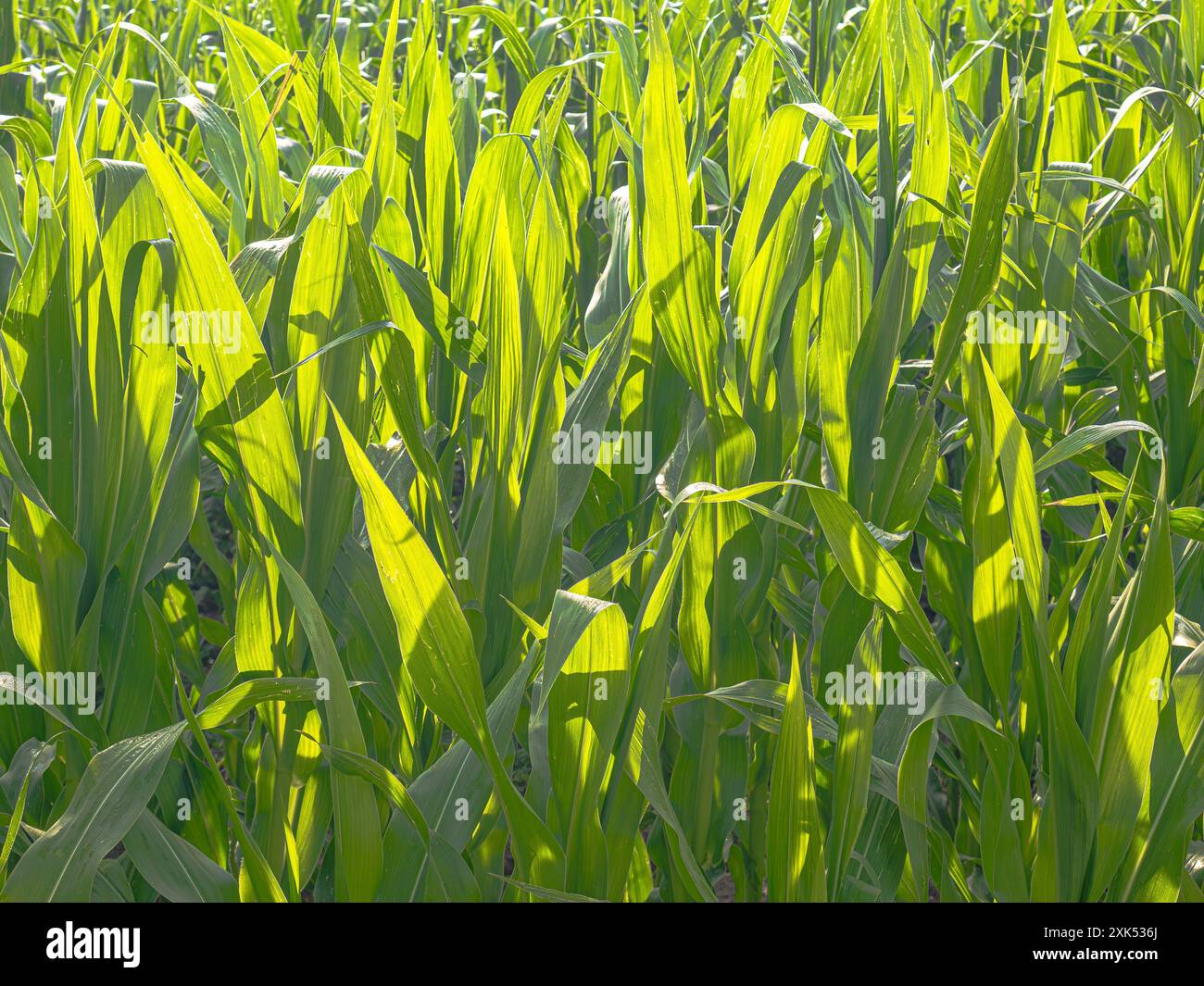 Corn plants at an organic farmer in a corn field in Germany Stock Photo ...