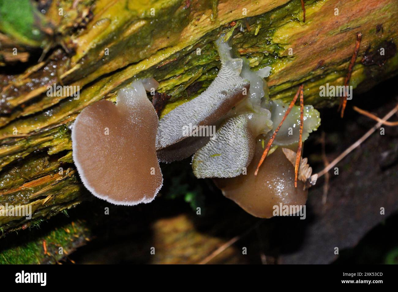 Pseudohydnum gelatinosum, commonly known as the toothed jelly fungus ...