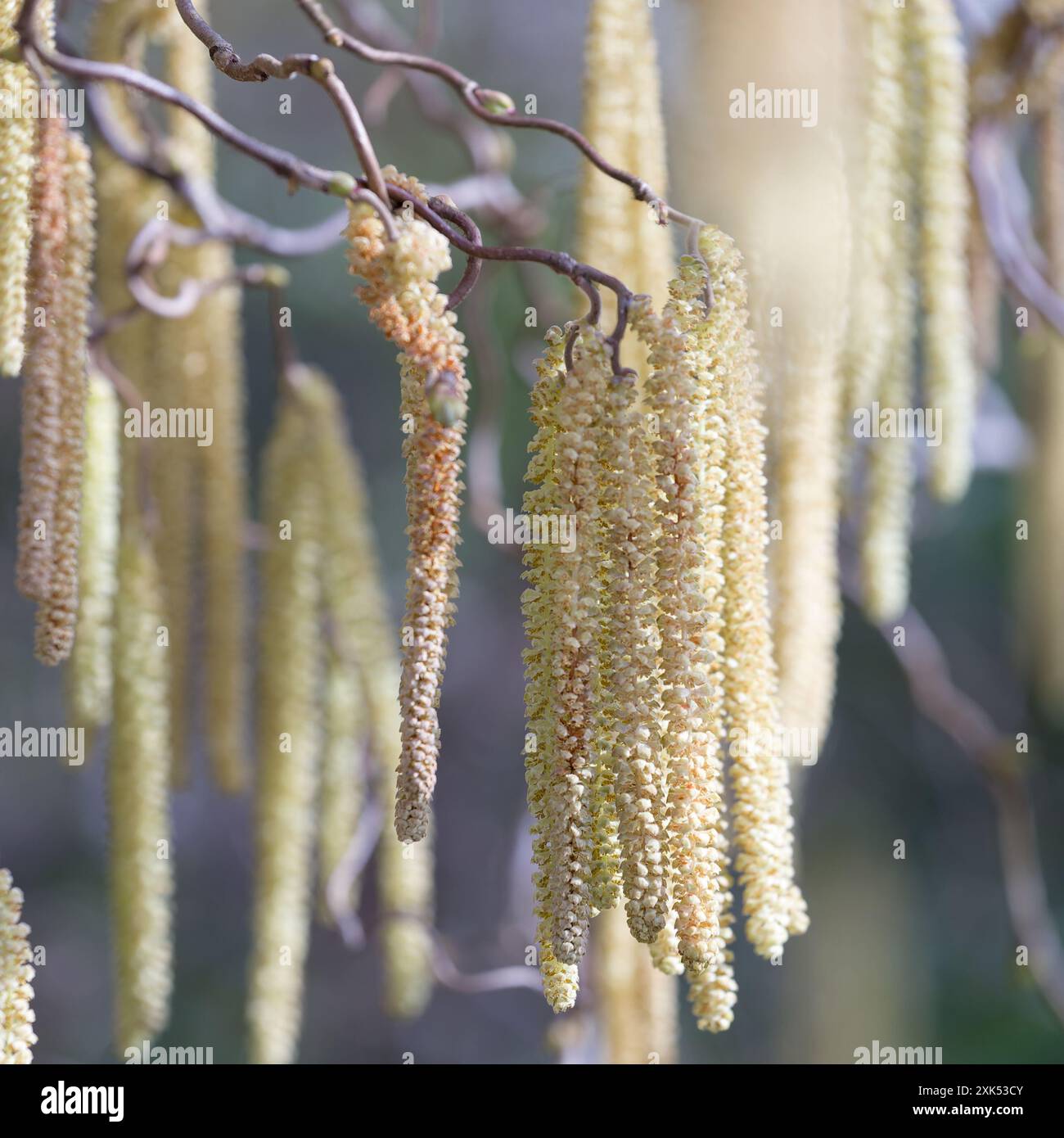 blooming hazel catkins trigger an allergy in some people (hay fever ...