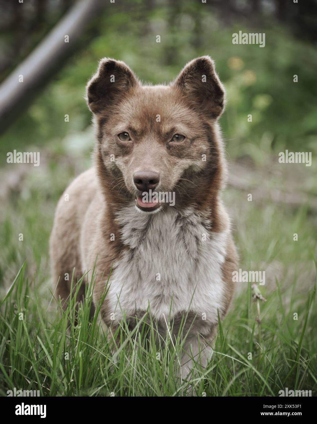 Brown dog in a garden. Stray dog that looks like a mix of few breeds ...