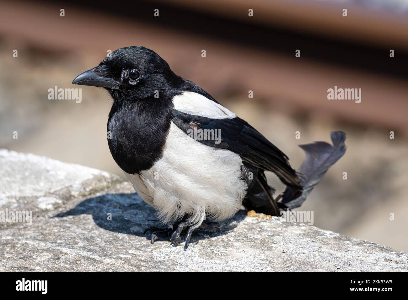 Eurasian magpie (Pica pica) injured in leg on platform Stock Photo - Alamy