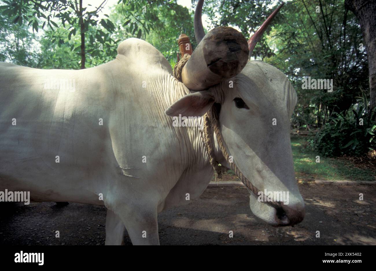 a Ox or a Holi cow at a Hindu Temple Festival at the Virupaksha Temple ...