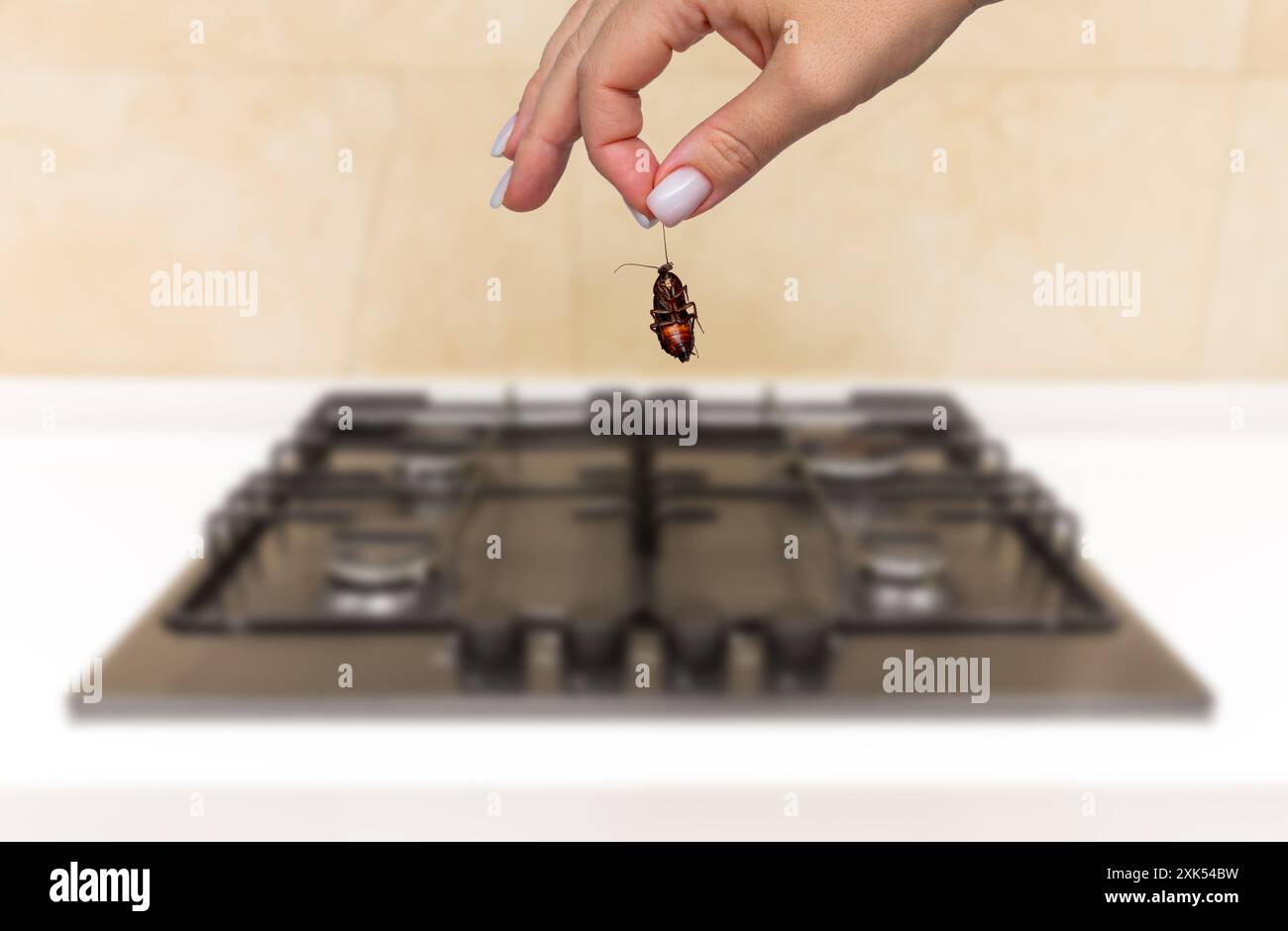 Hand holding dead cockroach in the kitchen with stove background ...