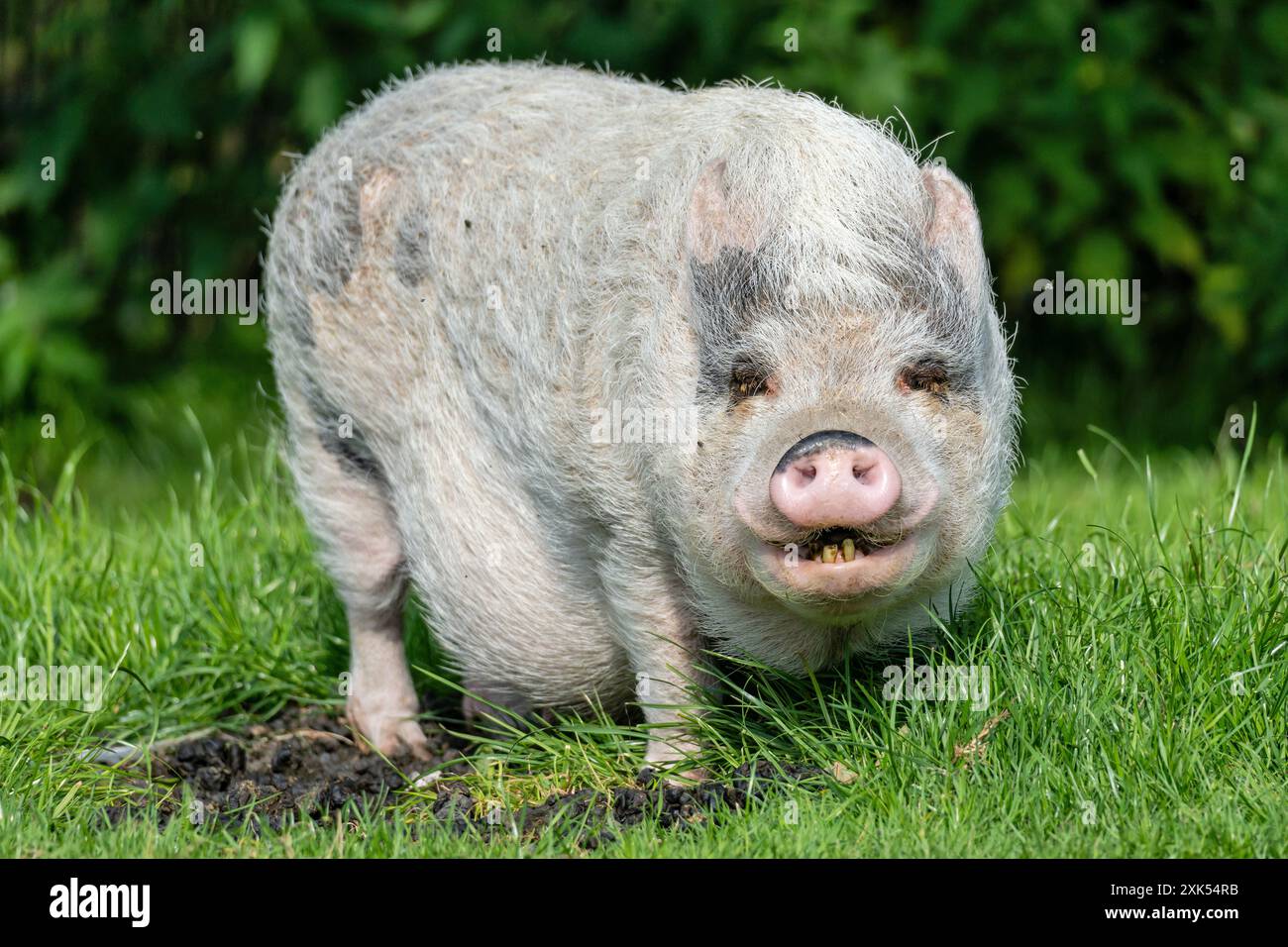 Gottingen minipig hi-res stock photography and images - Alamy