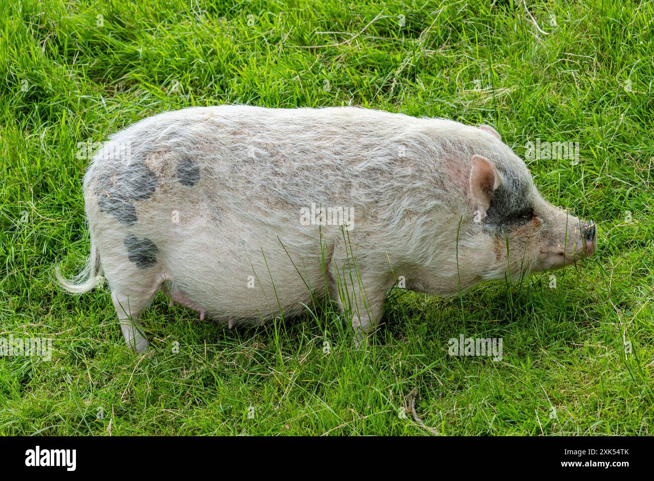 Goettingen minipig hi-res stock photography and images - Alamy