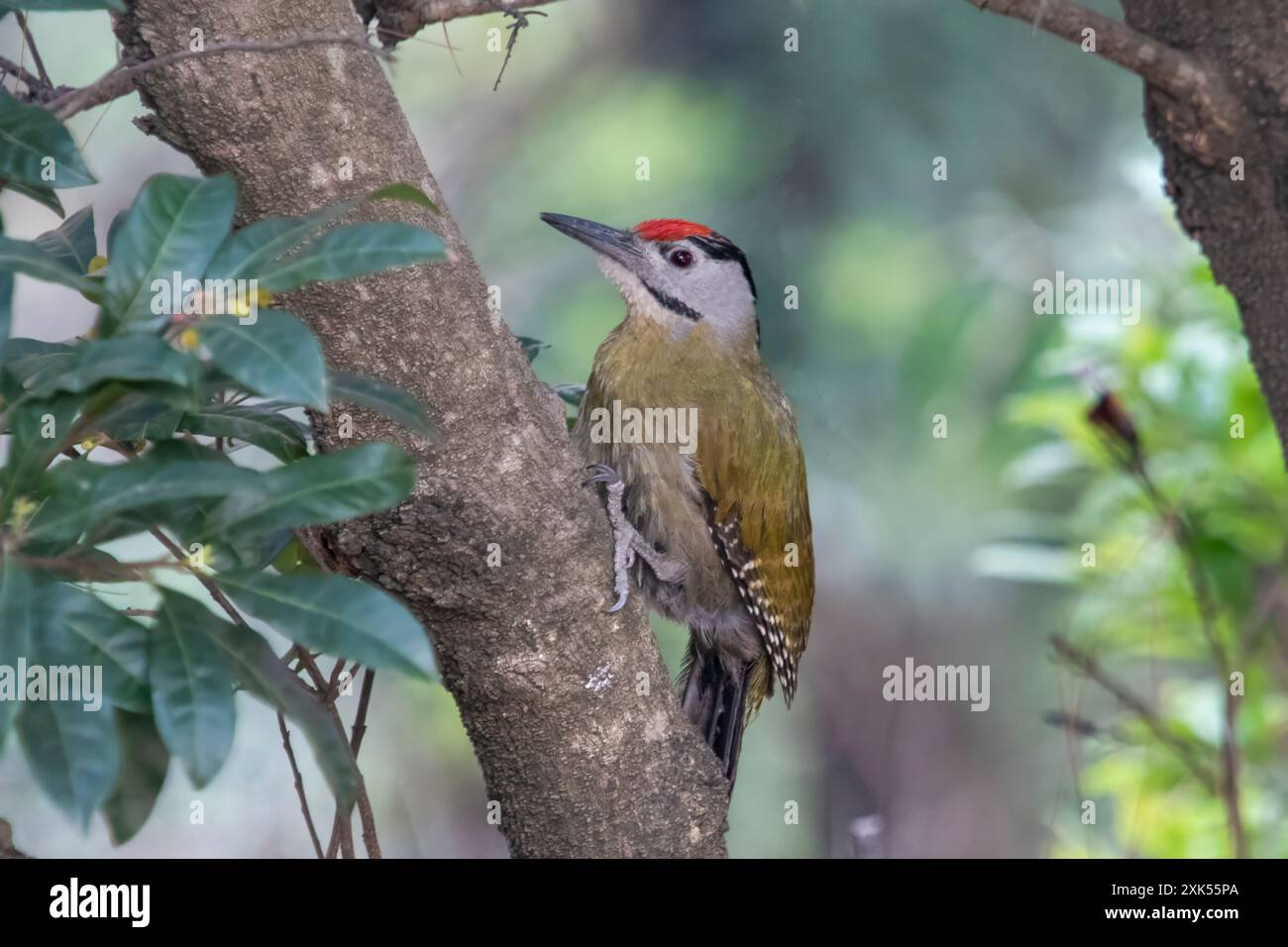 grey-headed woodpecker (Picus canus), also known as the grey-faced ...