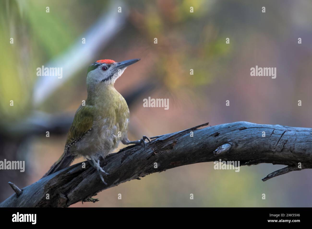 grey-headed woodpecker (Picus canus), also known as the grey-faced woodpecker in Binsar in ...