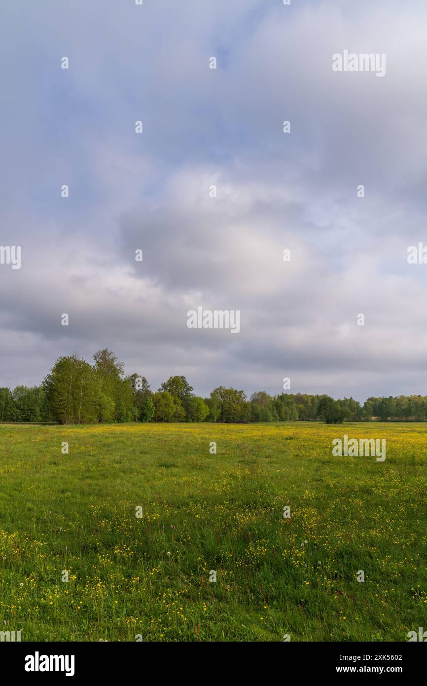 Spring nature scene. Beautiful landscape.Green grass, trees and flowers ...
