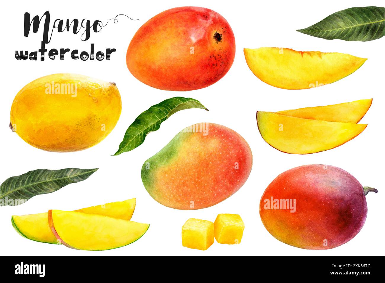 Stock illustration of mango fruit and slices in watercolor, with ...