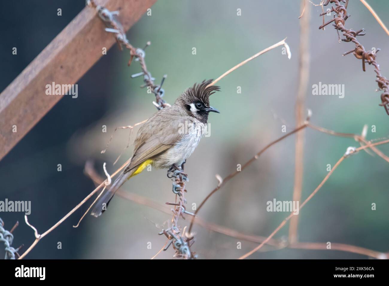 Himalayan bulbul (Pycnonotus leucogenys), or white-cheeked bulbul, in ...