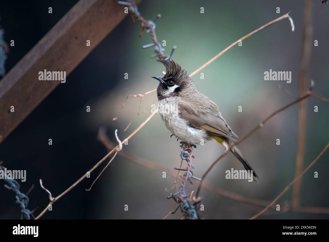 Himalayan bulbul (Pycnonotus leucogenys), or white-cheeked bulbul, in ...