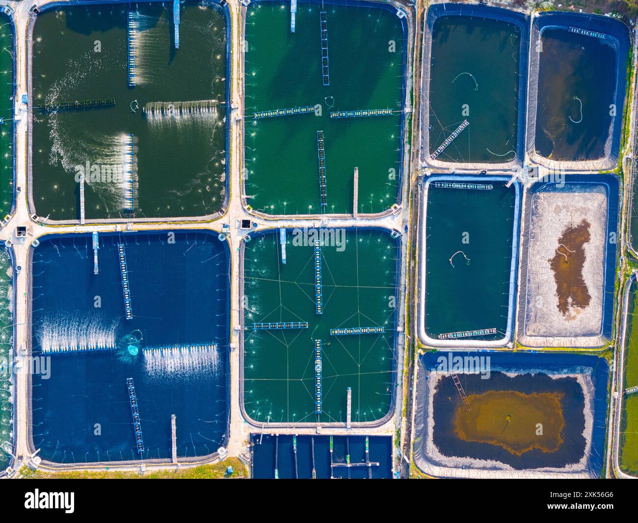 Aerial view of white shrimp, prawn, farm with aerator pump in O Loan ...
