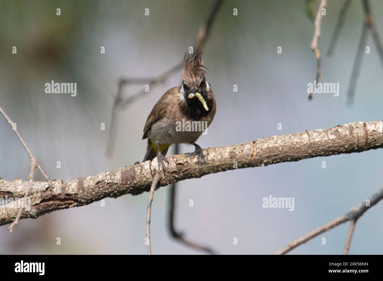 Himalayan bulbul (Pycnonotus leucogenys), or white-cheeked bulbul, in ...