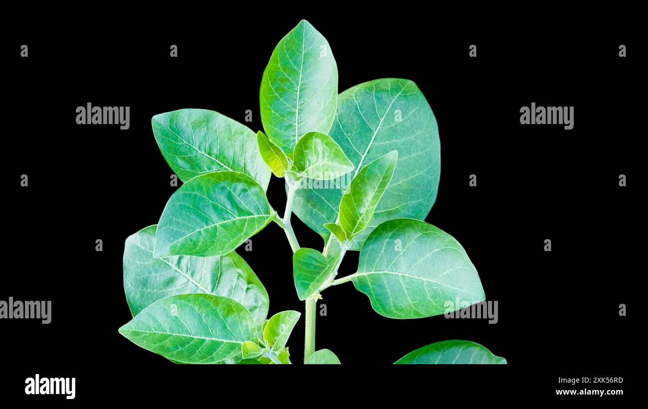 Organic Healthy Hybrid Thai Variety Live Ashwagandha , Indian ginseng ...