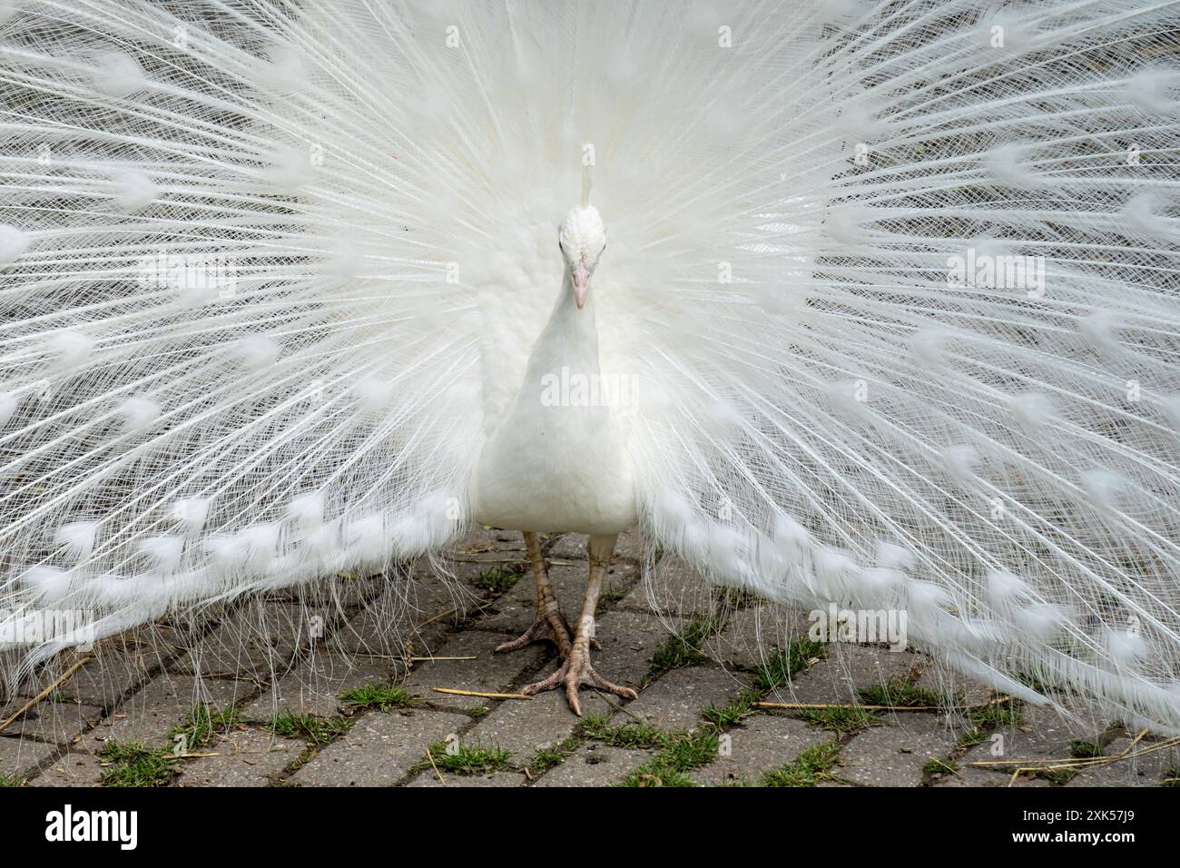 all white male albino Indian peafowl on display Stock Photo - Alamy