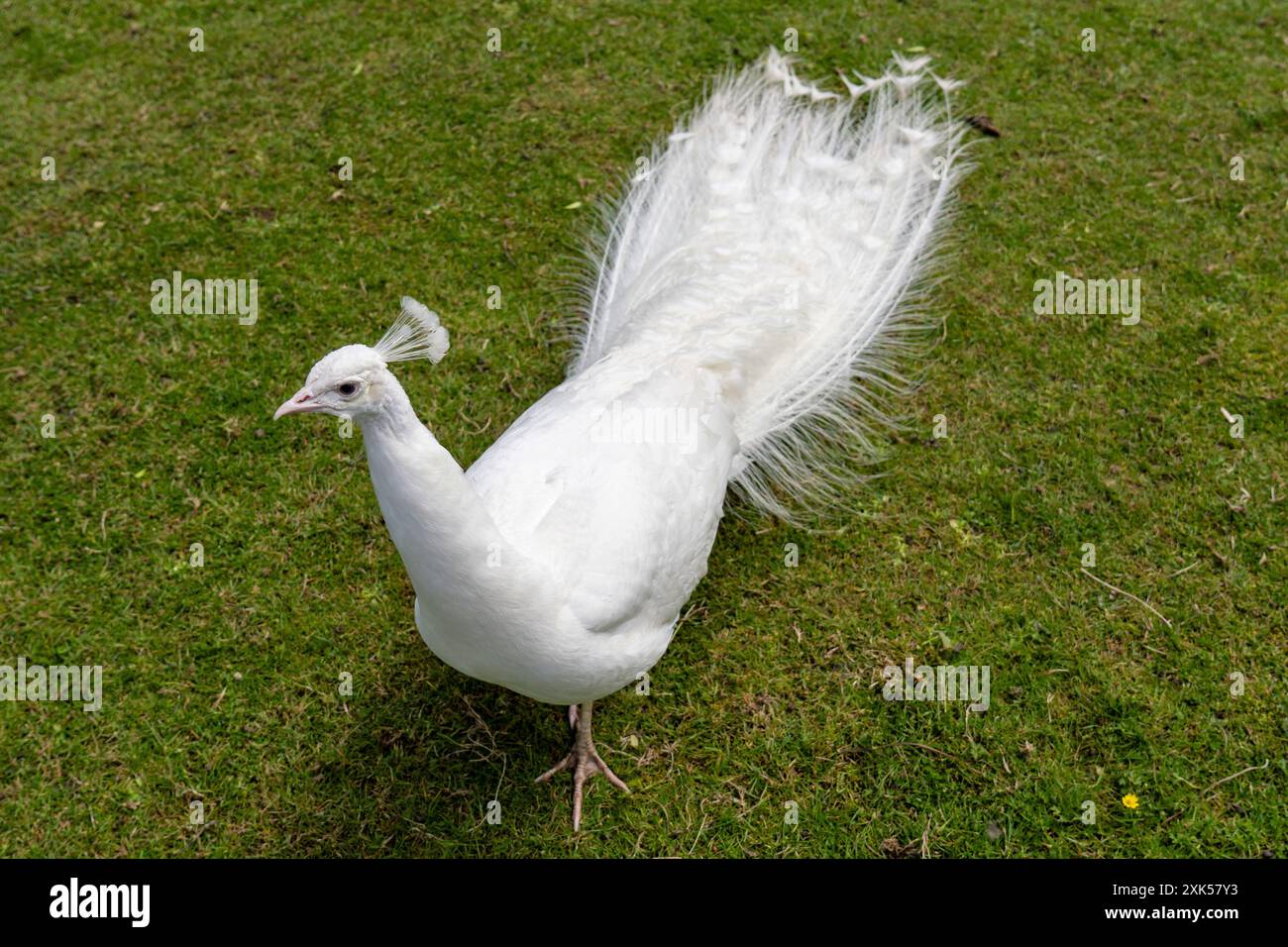 all white male albino Indian peafowl Stock Photo - Alamy