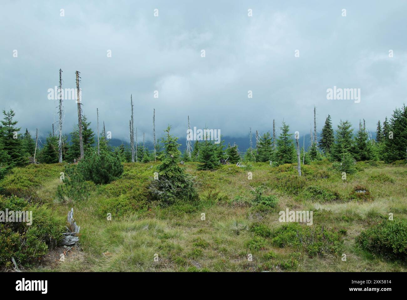 Nature in the Giant mountains national park in Czech republic Stock ...